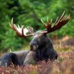 Grand Teton: Private Guided Tour (Sunset) - Final Thoughts: Who Should Consider This Tour?