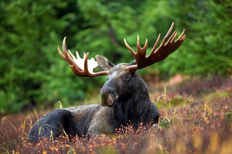 Grand Teton: Private Guided Tour (Sunset) - Final Thoughts: Who Should Consider This Tour?