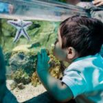 Grapevine: SEA LIFE Grapevine Aquarium General Admission - Why the Price of $25 Offers Good Value