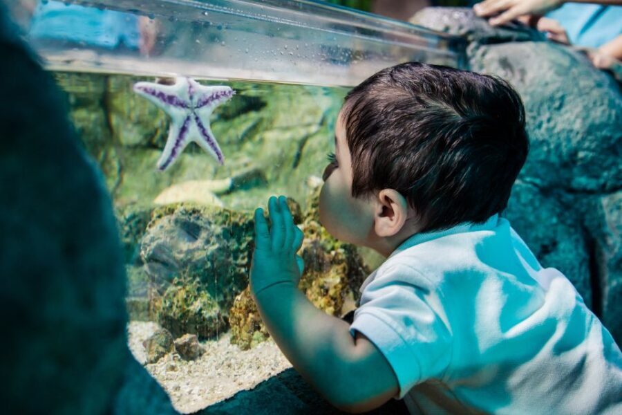 Grapevine: SEA LIFE Grapevine Aquarium General Admission - Why the Price of $25 Offers Good Value