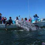 Gray Whale-Watching 2-Day Experience in Magdalena Bay - Final Thoughts
