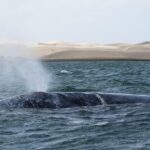 Gray Whale-Watching 2-Day Experience in Magdalena Bay - Why This Tour Is Worth It