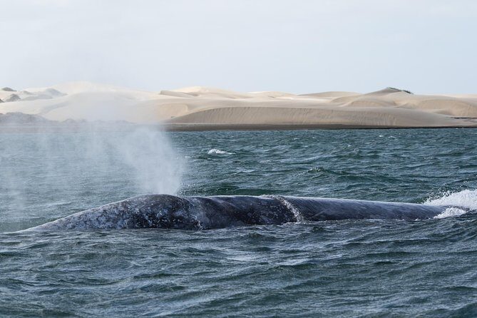 Gray Whale-Watching 2-Day Experience in Magdalena Bay - Why This Tour Is Worth It