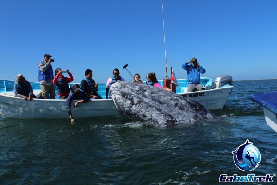 Gray Whale-Watching 2-Day Experience in Magdalena Bay - Final Thoughts