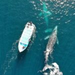 Gray Whale Watching Tour with Marine Biologist and Small Group - Unpacking the Value