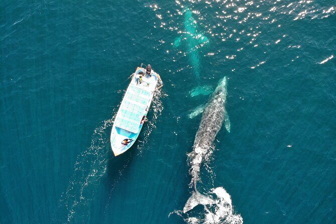 Gray Whale Watching Tour with Marine Biologist and Small Group - Unpacking the Value