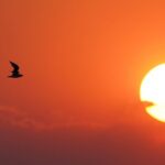 Great Salt Lake Birding and Nature Adventure - Who Should Consider This Tour?