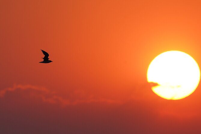 Great Salt Lake Birding and Nature Adventure - Who Should Consider This Tour?