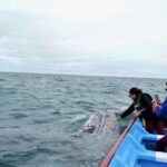 Grey Whale Watching at Mag Bay From Loreto - Authenticity and Value: Why This Tour Stands Out