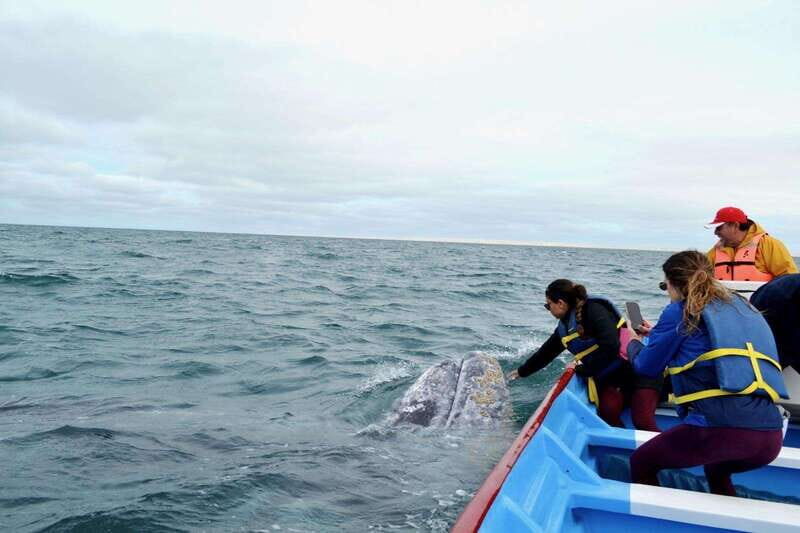 Grey Whale Watching at Mag Bay From Loreto - Authenticity and Value: Why This Tour Stands Out