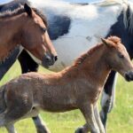 Group Boat Tours of Chincoteague & Assateague - Wild Ponies - Who Should Book This Tour?