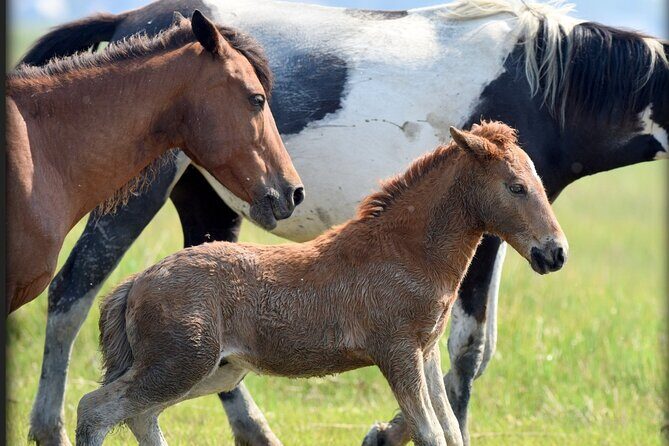 Group Boat Tours of Chincoteague & Assateague - Wild Ponies - Who Should Book This Tour?