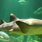 Guadalajara: ticket to Michin Aquarium - Key Points