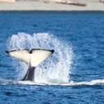 Guaranteed Whale Watch Tour from Anacortes - Who Guides the Tour and How Do They Enhance Your Experience?