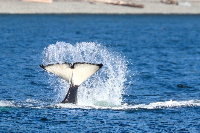 Guaranteed Whale Watch Tour from Anacortes - Who Guides the Tour and How Do They Enhance Your Experience?