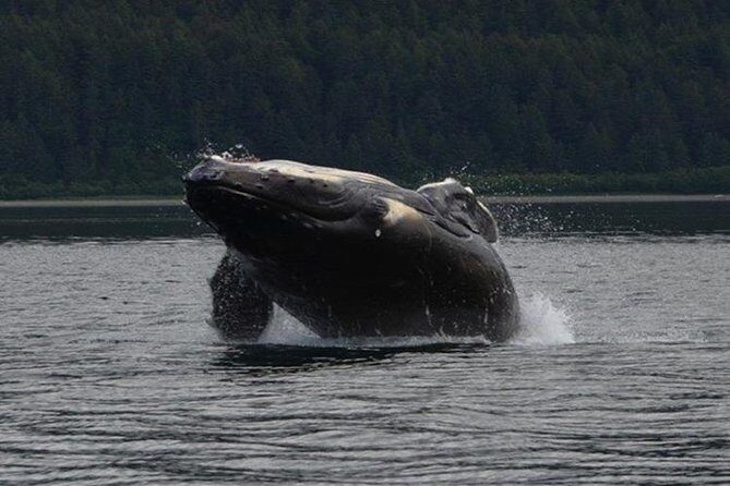 Guaranteed Whale Watching Adventure - What You’ll Love About This Tour