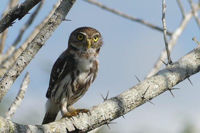 Guided Bird Watching Private Tour in Rio Lagartos from Tulum - The Itinerary: What’s in Store