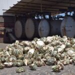 Guided Full Day Tour to Tequila and Cantaritos el Guero - Who Should Book This Tour?