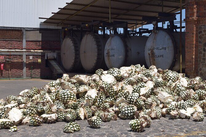 Guided Full Day Tour to Tequila and Cantaritos el Guero - Who Should Book This Tour?