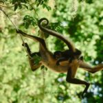 Guided Tour in Costa Maya Chacchoben Ruins History - The Journey Through Chacchoben: What to Expect