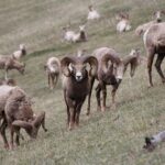 Guided Tour to Banff Highlights & Wildlife With Gondola Admission - The Value of This Experience