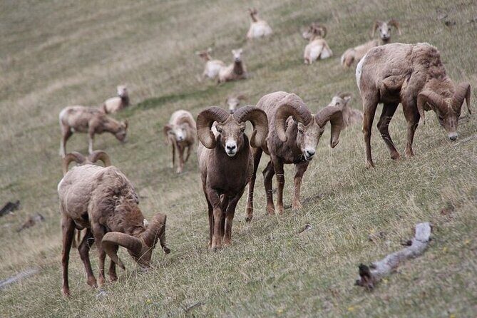 Guided Tour to Banff Highlights & Wildlife With Gondola Admission - The Value of This Experience