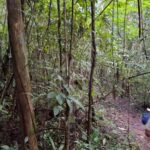 Guided visit in the Palenque jungle (Palenque National Park) - The Value of the Experience