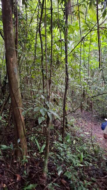 Guided visit in the Palenque jungle (Palenque National Park) - The Value of the Experience