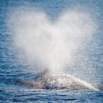 Guided Whale Watching Tour from Long Beach - Why Value and Authenticity Matter