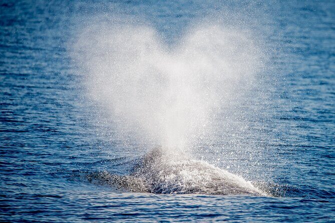 Guided Whale Watching Tour from Long Beach - Why Value and Authenticity Matter