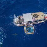 Haleiwa: North Shore Shark Cage Diving Experience - The Sum Up