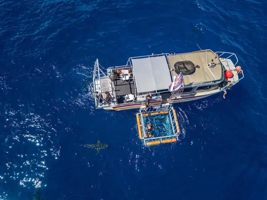 Haleiwa: North Shore Shark Cage Diving Experience - The Sum Up