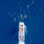 Haleiwa: North Shore Whale Watching Tour by Catamaran - The Value of a Short but Sweet Tour