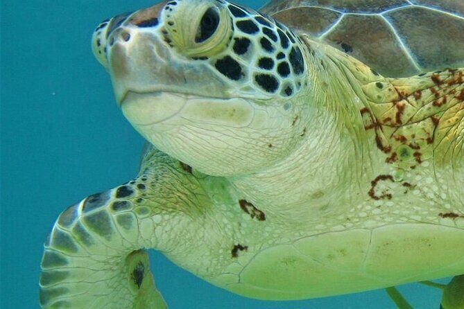 Half Day Akumal Beach Swim and Snorkel with Turtles Experience - The Sum Up: Is It Worth It?