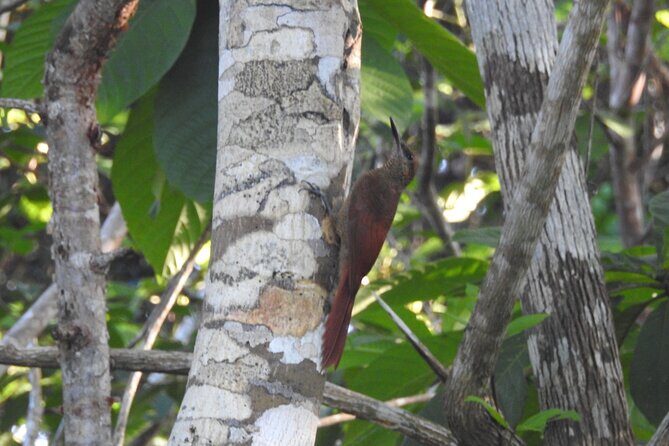 Half-Day Birdwatching Puerto Morelos - Cost and Value