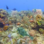 Half Day Dive Trip to the Cozumel reef - Exploring the Details of the Tour