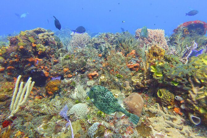 Half Day Dive Trip to the Cozumel reef - Exploring the Details of the Tour
