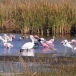 Half-Day Everglades Airboat Tours and Transportation - The Realities of the Experience