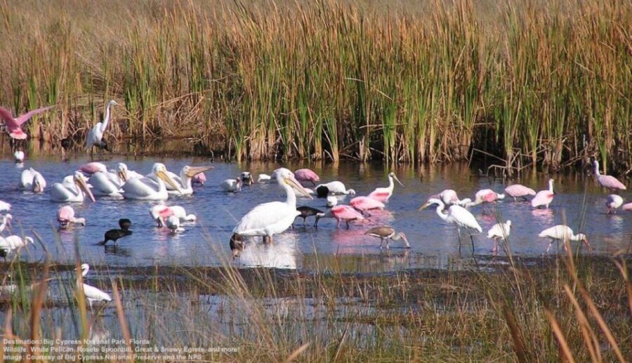 Half-Day Everglades Airboat Tours and Transportation - The Realities of the Experience