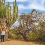 Half Day Guided Camel Safari in Cabo San Lucas - The Price and Value