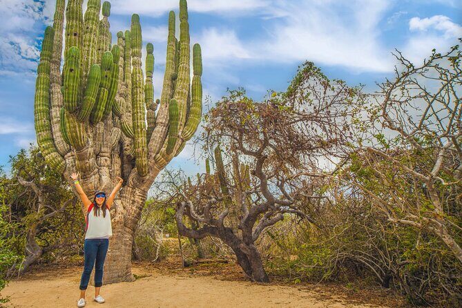 Half Day Guided Camel Safari in Cabo San Lucas - The Price and Value
