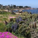 Half Day Monterey Peninsula Sightseeing Tour - Authentic Traveler Feedback