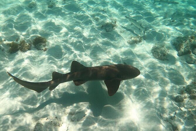 Half Day Private Tour to Islamorada Alligator Reef and Sandbar - What’s Included and What’s Not