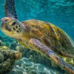 Half-Day Puerto Morelos Snorkeling Experience with Lunch - Who Is This Tour Best For?