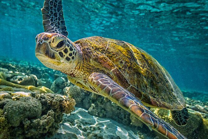 Half-Day Puerto Morelos Snorkeling Experience with Lunch - Who Is This Tour Best For?