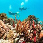 Half-Day Scuba Diving in Playa del Carmen for Small-Group - Why This Scuba Experience Stands Out