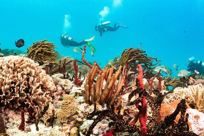 Half-Day Scuba Diving in Playa del Carmen for Small-Group - Why This Scuba Experience Stands Out