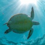 Half-day Tour Sea Turtles Encounter in Akumal Bay - Meeting & Timing