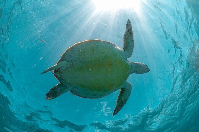 Half-day Tour Sea Turtles Encounter in Akumal Bay - Meeting & Timing