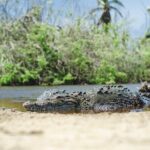 Half-Day Tour to Ventanilla, Mazunte, Zipolite and Puerto Angel - Practical Details & Tips